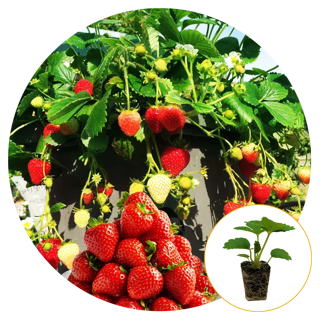 100 WONDERBERRY aka Sunberry Solanum Burbankii Retroflexum Fruit Berry ...