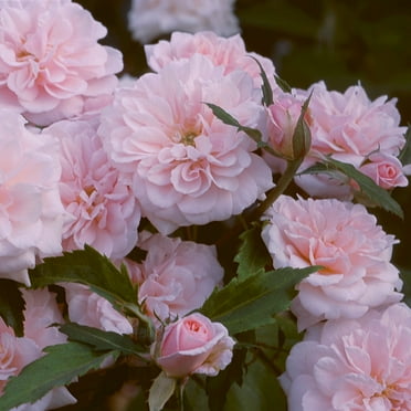 Heirloom Roses Rose Bush - Bonica® Landscape , Pink Live Rose Plant ...