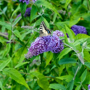 Live Shrub 1 gal Buddleia 'Honeycomb' with Full Sunlight - Walmart.com