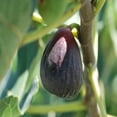 Texas Everbearing Fig Tree Live Fruit Tree – 3 Gallon Potted Plant ...
