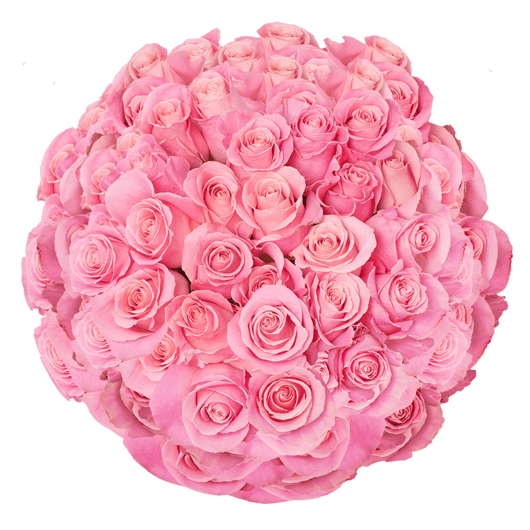 Beautiful Light Pink Rose Flower Images | Best Flower Site