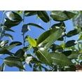 Peach Leaf Willow Cuttings to Grow - Rare Bay Leaf Willow Trees - Fast ...