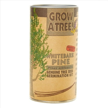 Pinon Pine | Tree Seed Grow Kit | The Jonsteen Company - Walmart.com