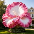 Perennial Elephant Ear for Planting-Premium Garden Stake-Bold Tropical ...