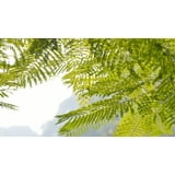 SEEDS = = =10 seeds -Rusty Acacia Tree Seed Pack - - Acacia ferruginea ...