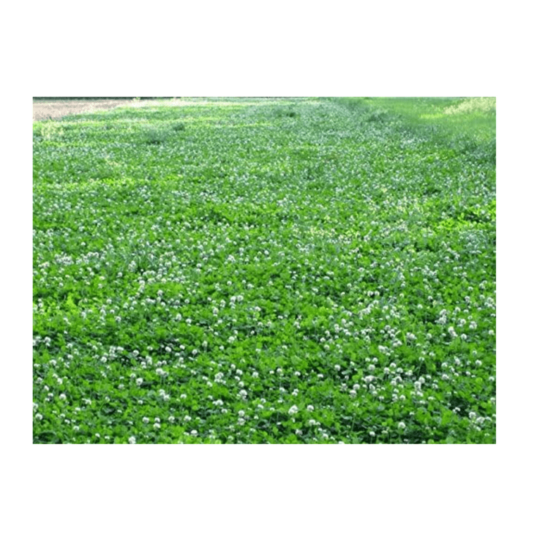 Durana Clover Seeds