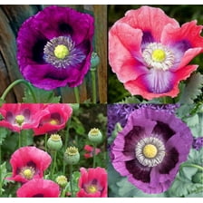 Candytuft, Dwarf Fairy Mix Seeds, 100 Seed,Beautiful Pink, Lavender ...