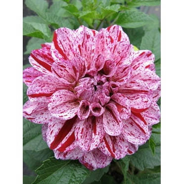 Peony Raspberry Sundae - Fragrant - Raspberry/Pink/White - Bareroot - 2 ...