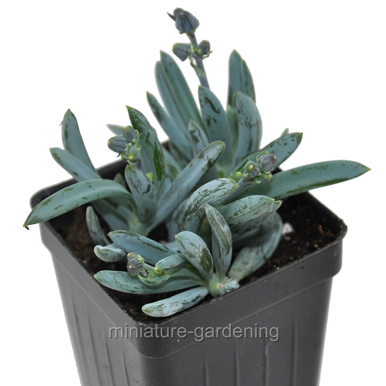Senecio Mandraliscae