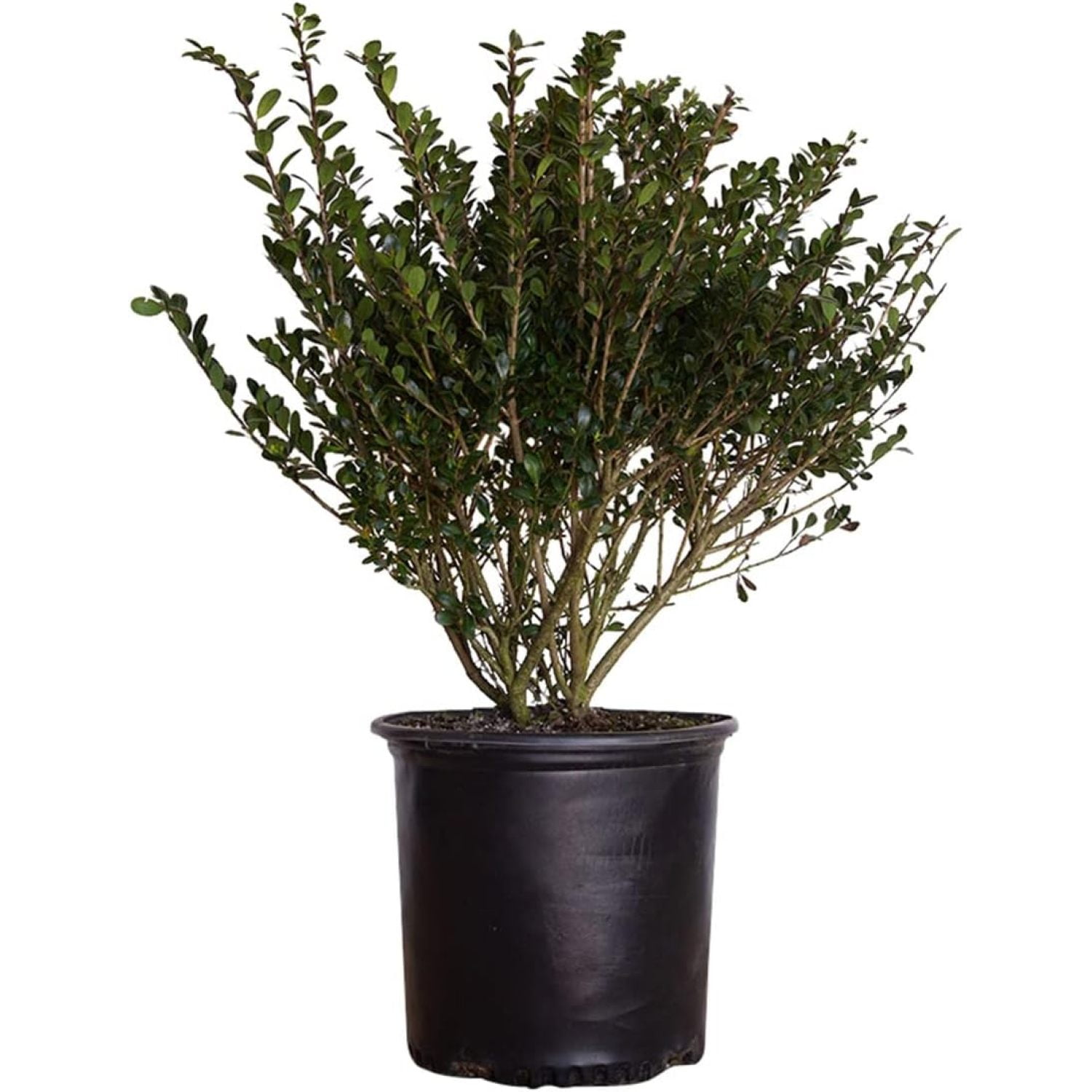 Compacta Holly (2.5 Gallon) - Low-Maintenance Evergreen Ilex Shrub ...