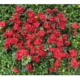 Pack Of 12 - Artificial Geraniums Full Blooms Silk Flower Geranium Bush ...