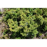 60 Organic Seeds COMMON JUNIPER (20 Berries) Juniperus Communis Tree ...
