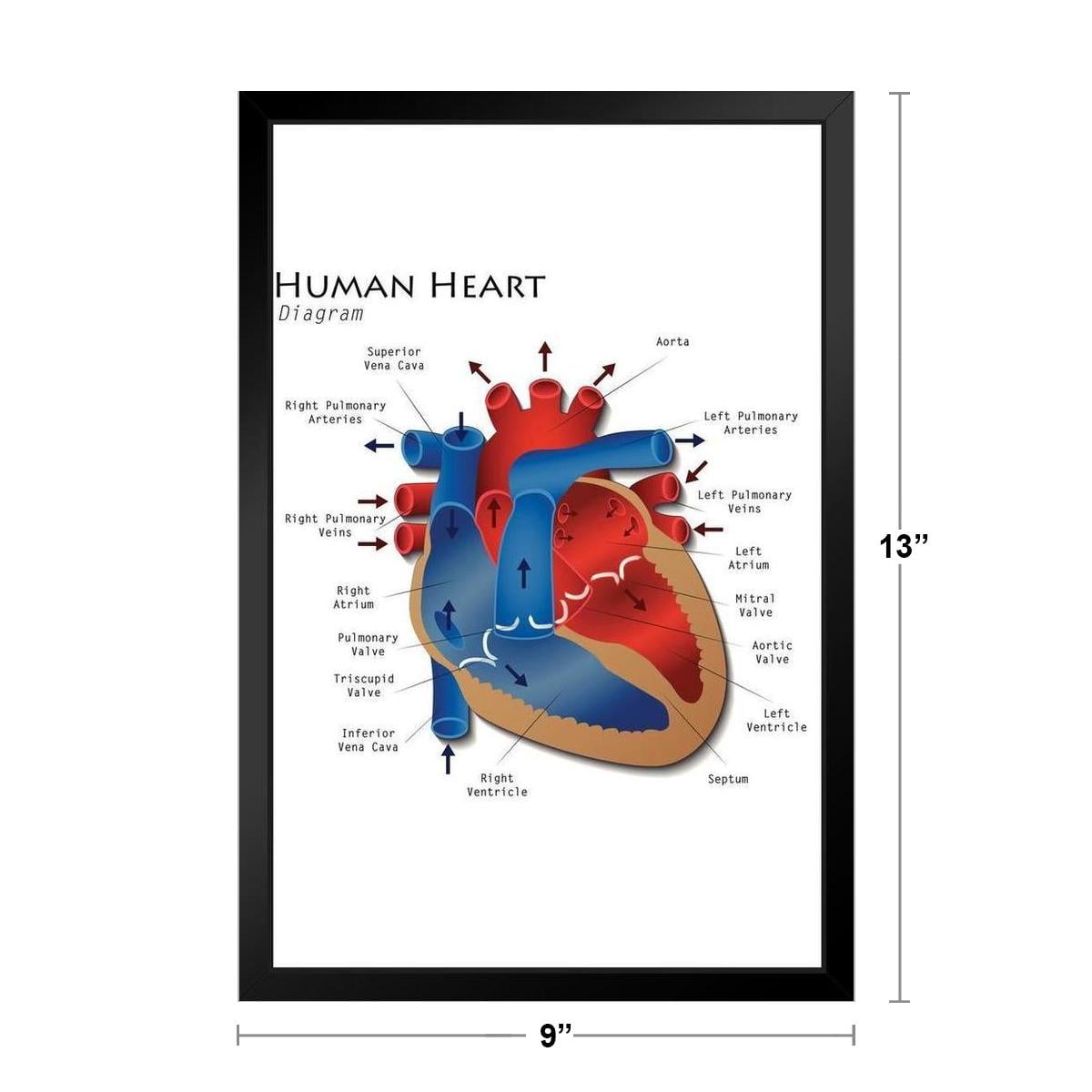 The Human Heart Labeled For Kids