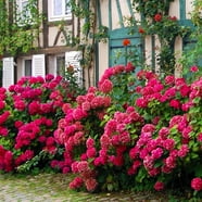 3 gal. Crape Myrtle Bellini Strawberry Shrub with Red Flowers - Walmart.com