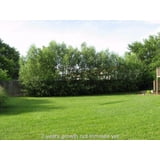 Austree Hybrid Willow Tree: 12 Fastest Growing Live Trees for Yard ...