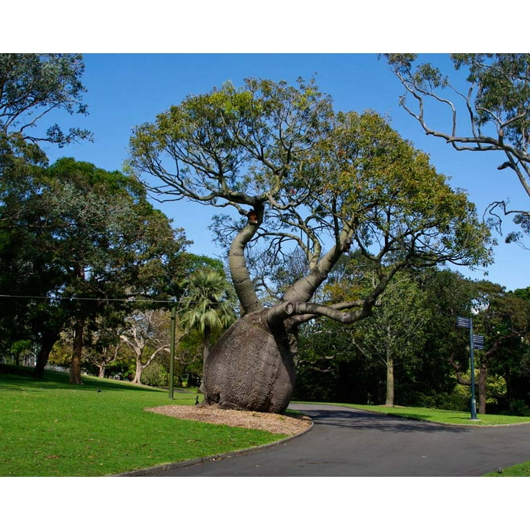 Rare Trees Of The World