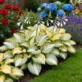 Rainbow Colorful Midnight Blue Hostas for Planting--(Non-Artificial ...