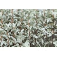 Seedville USA, American Silverberry Seeds, Elaeagnus Commutata, Silvery ...
