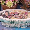 30 Assorted Lithops Live Plants, Large Lithops Living Stones Succulent ...
