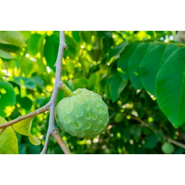 Climbing Jade Vine Seeds to Plant - 2 Big Healthy Seeds - Mucuna ...