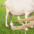 12W 12V Modern Silver Cow Milking Machine w/ Stainless Steel Bucket ...