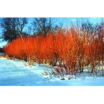 4 Flame Willow Tree Cuttings - Vibrant Orange and Red Bark - Unique ...