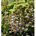 25 RED FLOWERING CURRANT Ribes Sanguineum aka Blood Currant Edible ...