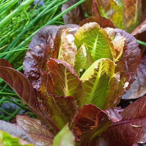 Red Leaf Lettuce Plant