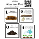 Greenhouse PCA's 10 Live Pre-Sprouted Organic Peruvian Ginger Rhizomes ...