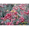 100 APRICOT & PEACH STRAWFLOWER Mix Coral Paper Daisy Helichrysum ...