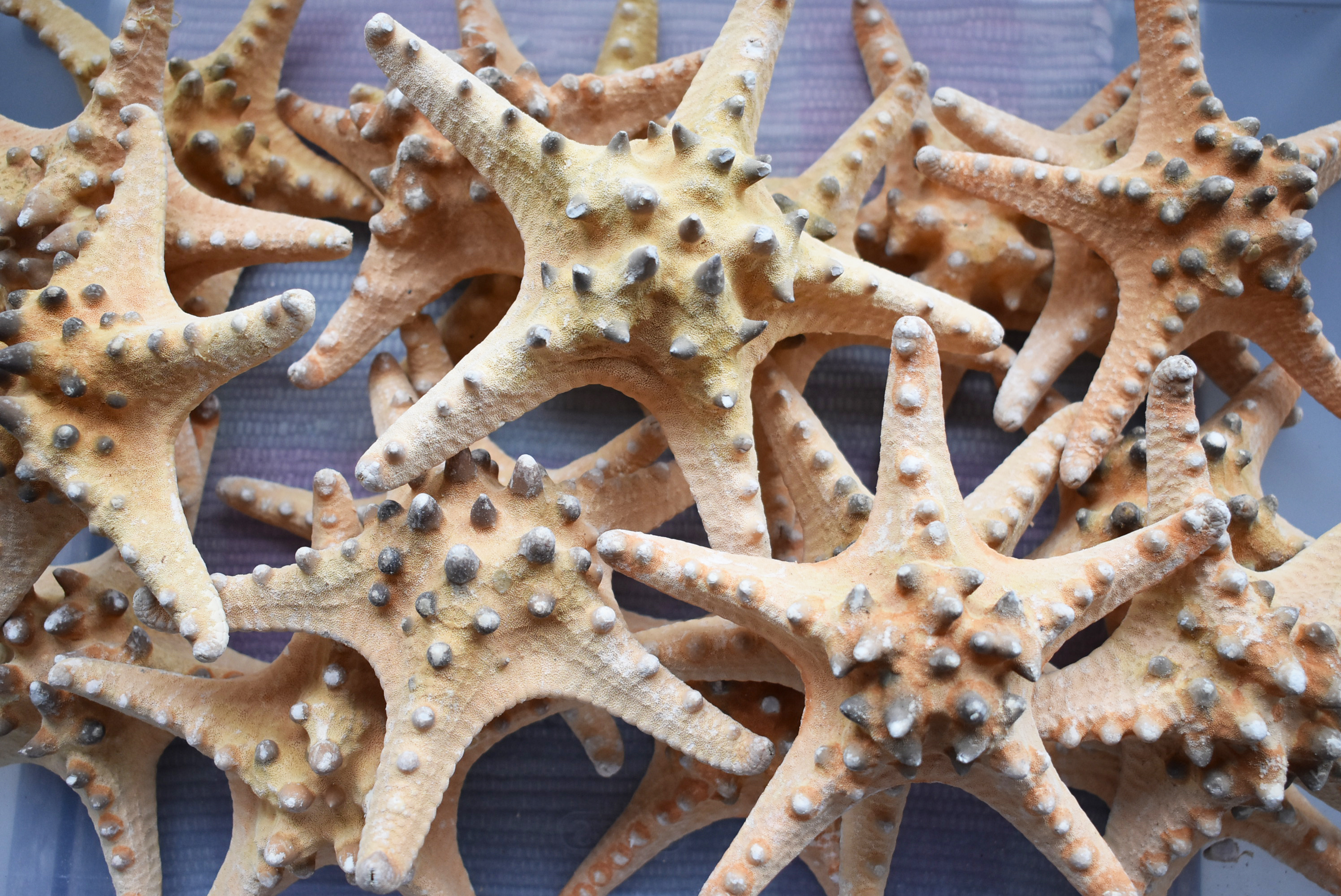 White Starfish Sea Stars 3 Mini Knobby Starfish Craft Supplies & Tools ...