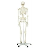 Anatomical model: Stan the standard skeleton - Walmart.com