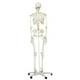 Anatomical model: Stan the standard skeleton - Walmart.com