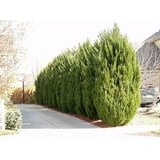 Spartan Juniper 10 Live Trees Juniperus Chinensis Evergreen Privacy ...