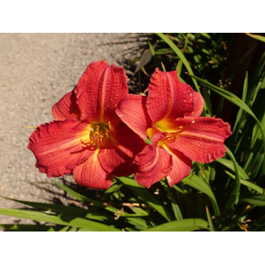 First Editions 18" Ruffled Red Magic Crape Myrtle Live Plant with Pot ...