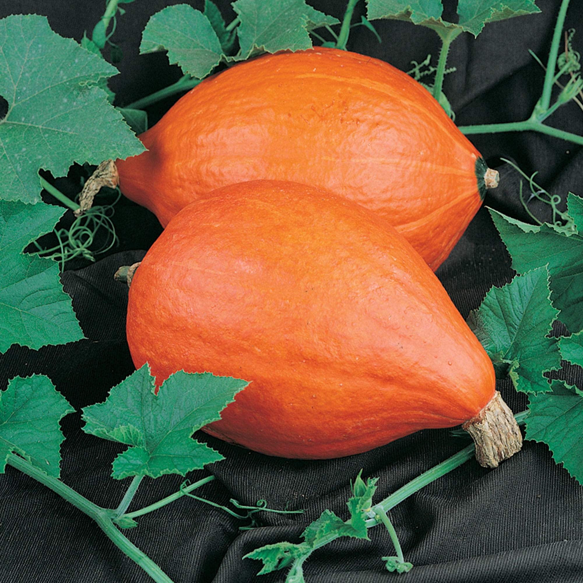 Organic Golden Delicious Winter Squash Seeds - 4 g Packet ~25 Seeds ...