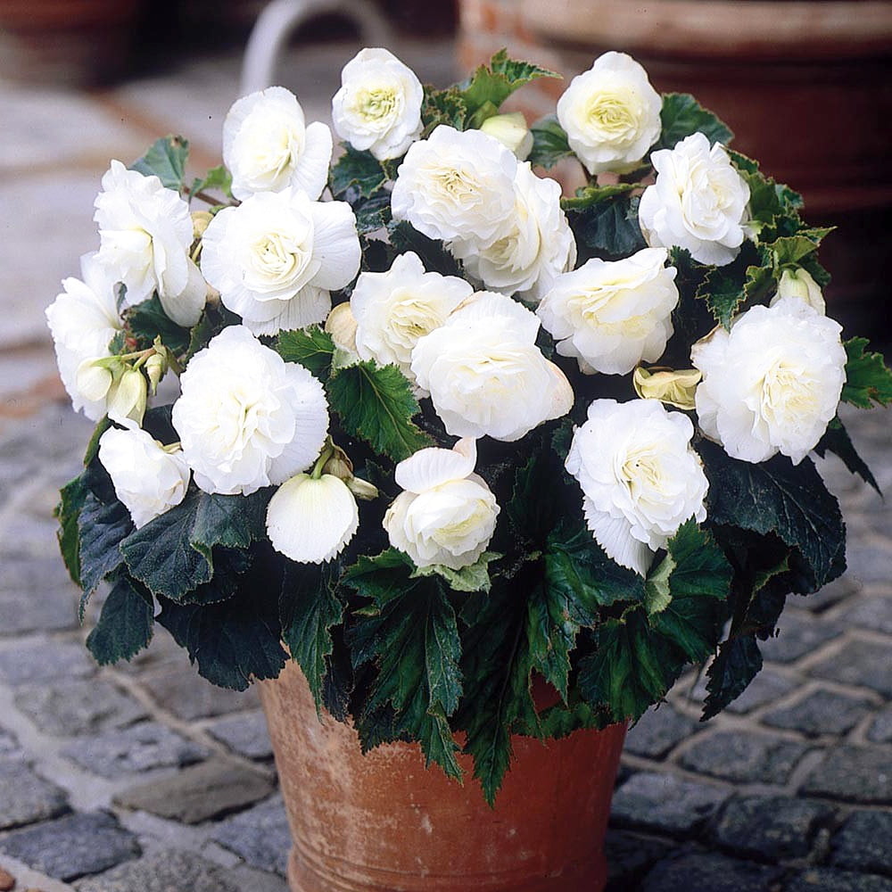 Fragrant Double White Begonia Odorosa 2 Bulbs -The First Truly Fragrant ...