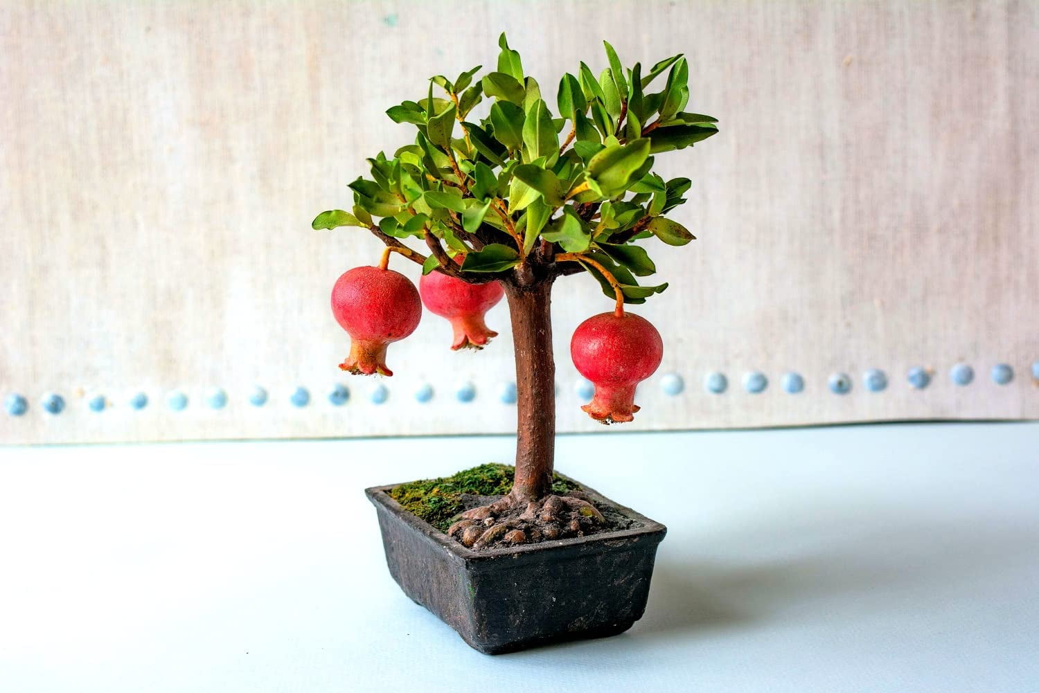 Dwarf Pomegranate Bonsai Seeds - 30 Seeds to Grow - Highly Prized ...