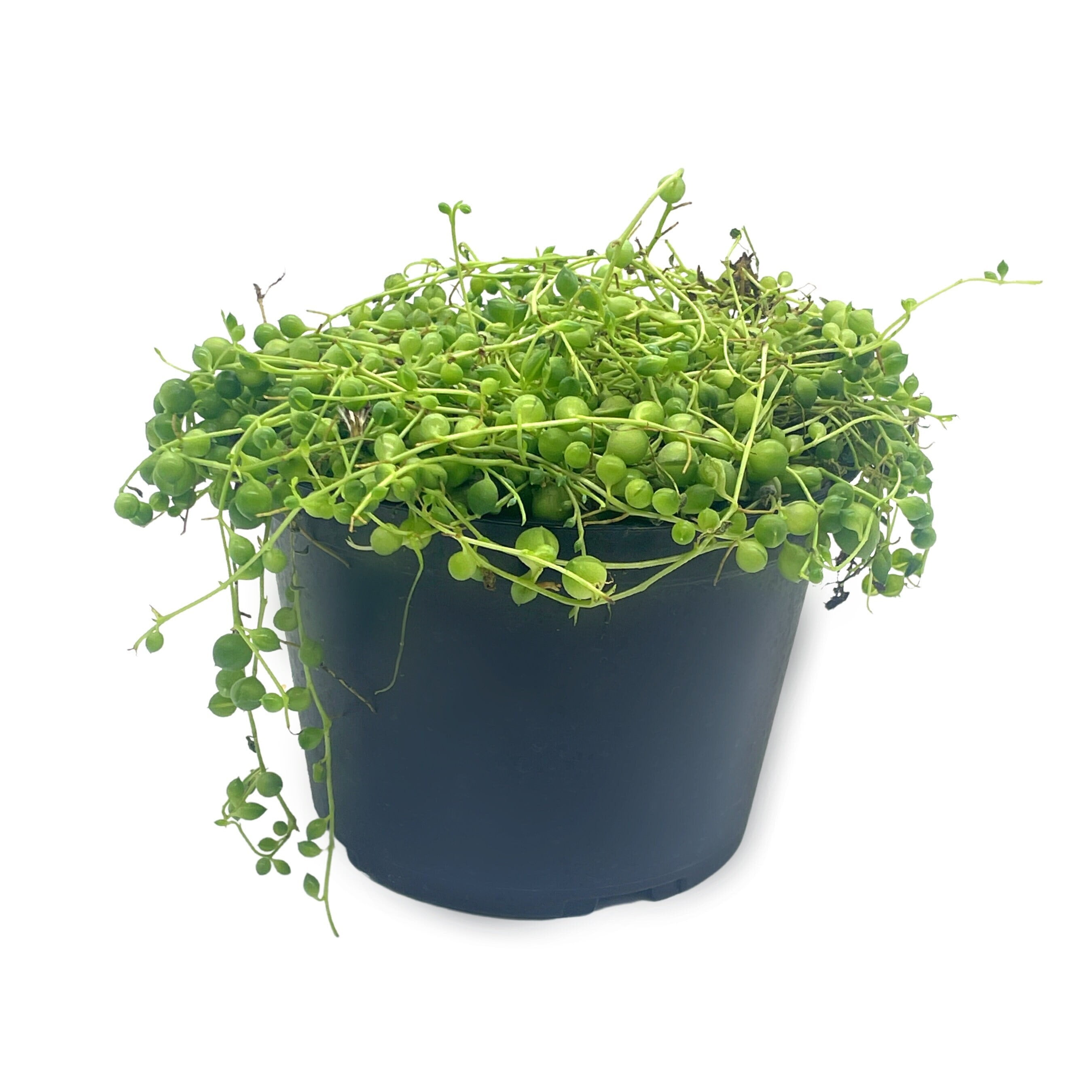String of Pearls, Senecio rowleyanus, 6 inch String of Peas, Beads ...