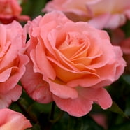 Heirloom Roses Rose Bush - Glowing Peace™ Grandiflora , Live Rose Plant ...