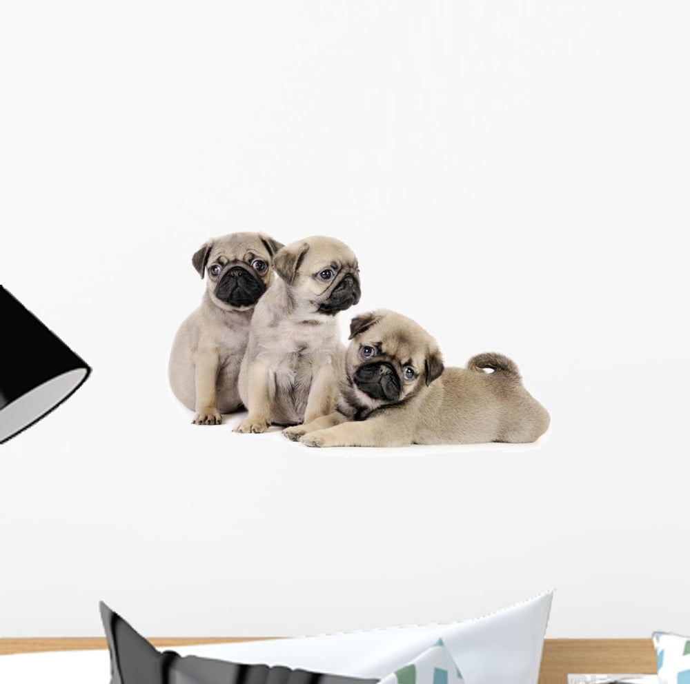 Three Pug Puppies Wall Decal by Wallmonkeys Peel and Stick Graphic (12 ...