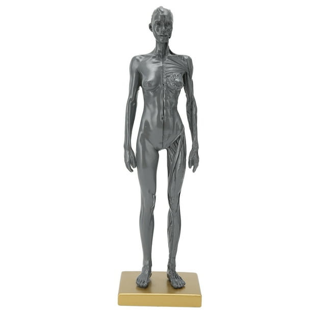 30cm Human Anatomical Model Female Musculoskeletal Structure Sculpture ...