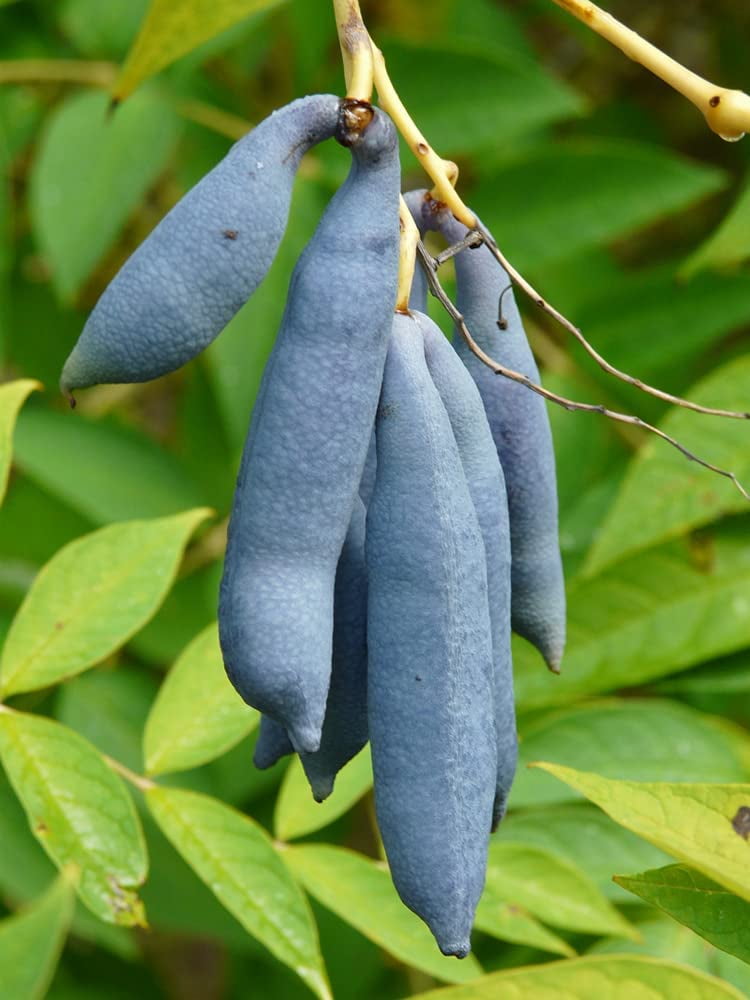 15 Blue Bean Plant Seeds - Exotic Blue Beans - Blue Sausage Fruit ...