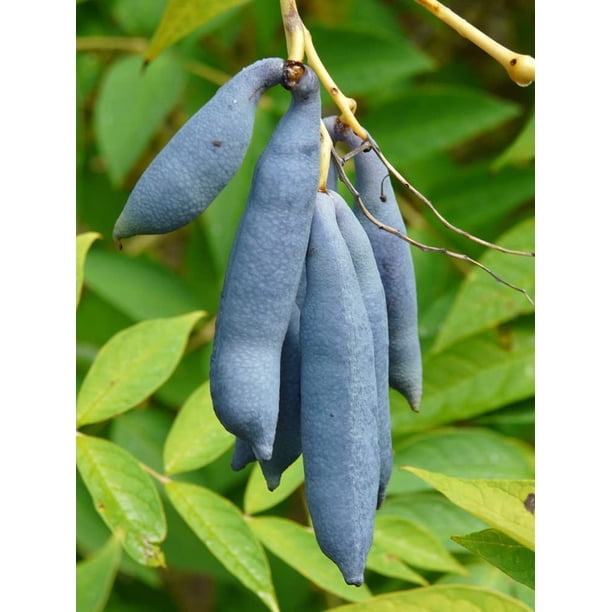 15 Blue Bean Plant Seeds - Exotic Blue Beans - Blue Sausage Fruit ...