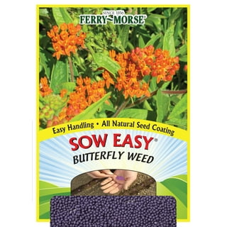 Orange Butterfly Weed Milkweed Asclepias tuberosa Premium Seed Packet ...