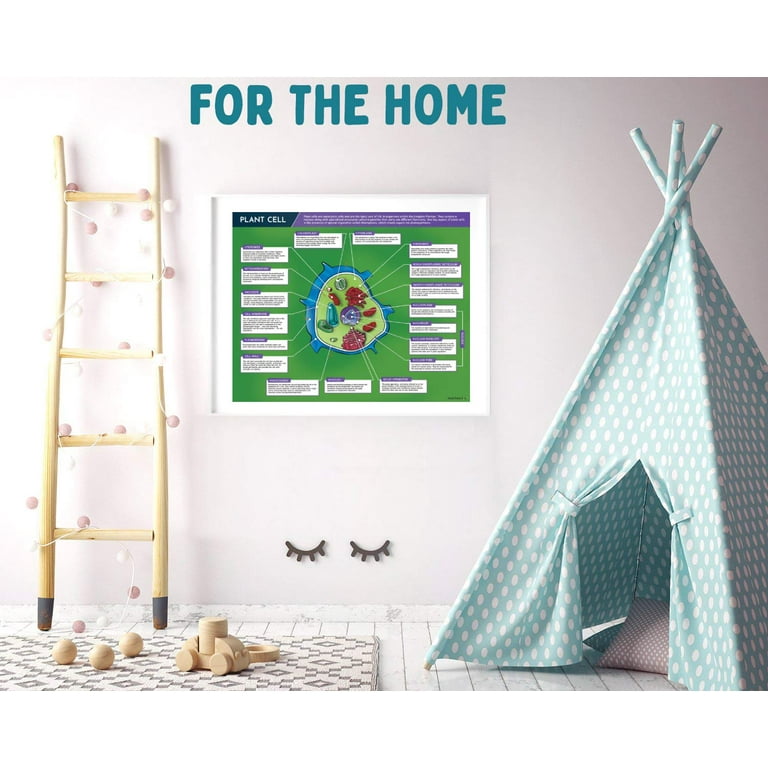 Biology Classroom Decorations