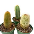 Column Cactus Assortment, 4 inch Set of 3, Silver Torch, Blue Column ...