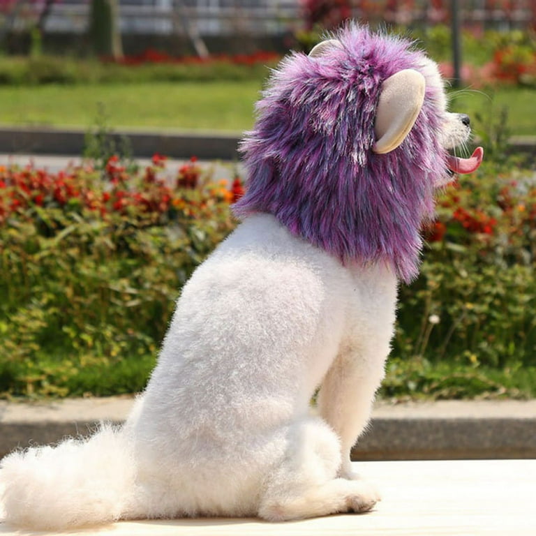 Dyed Cats For Halloween