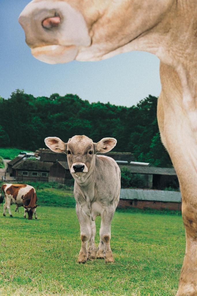 Close Up of a Jersey Calf in a Field Photo Photograph Cow Pictures Wall ...