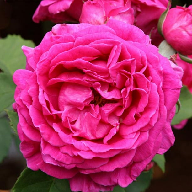 Heirloom Roses - Mme Isaac Pereire Bourbons Rose Bush - Live Rose Plant Ready To Plant - Walmart.com